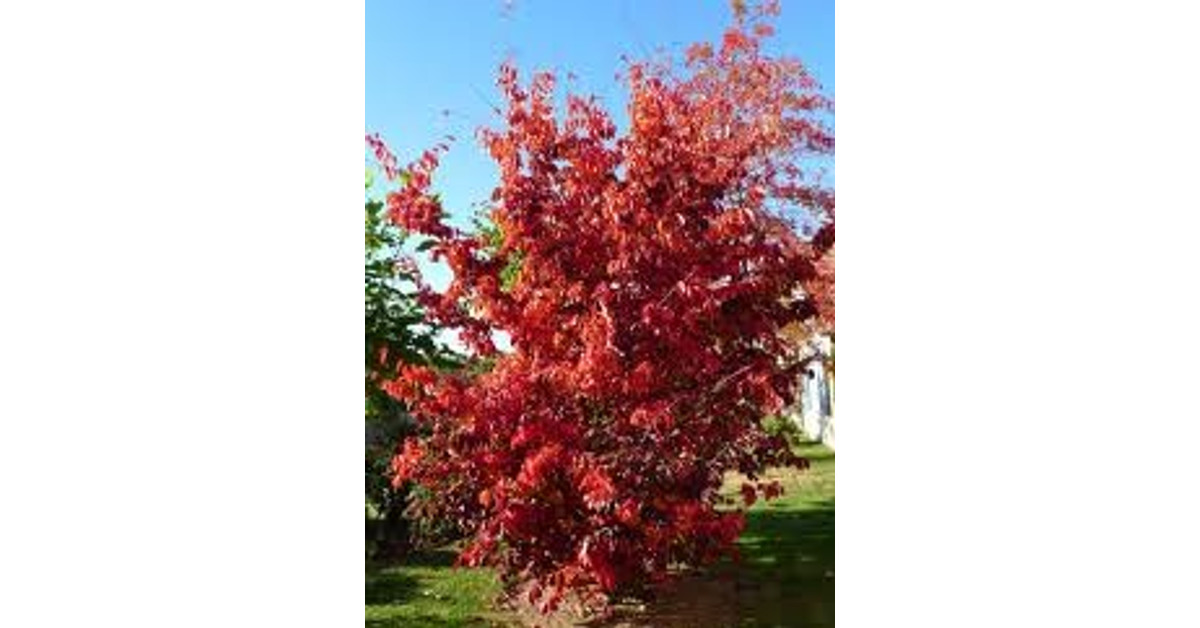 Díszfák - Anger Kertészet