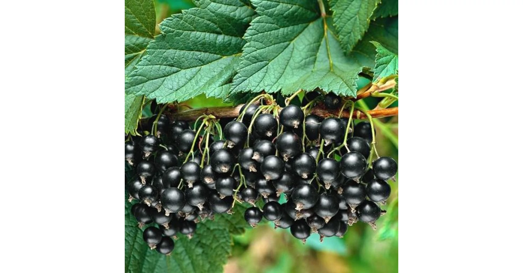 Ribes nigrum Magastörzsű - Fekete ribizli – angerkerteszet.hu