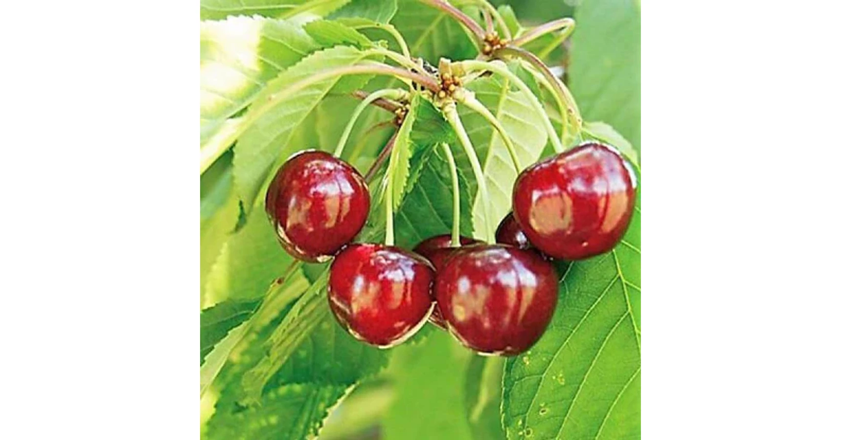 Prunus subg. Cerasus 'Germersdorfi 3' oszlop cseresznye sajmeggy ...