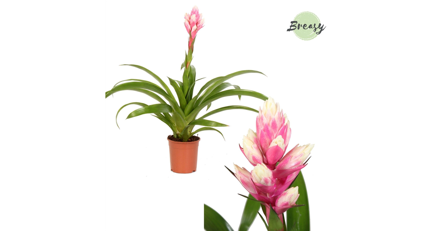 Guzmania 'Rockyflower Candy' – angerkerteszet.hu