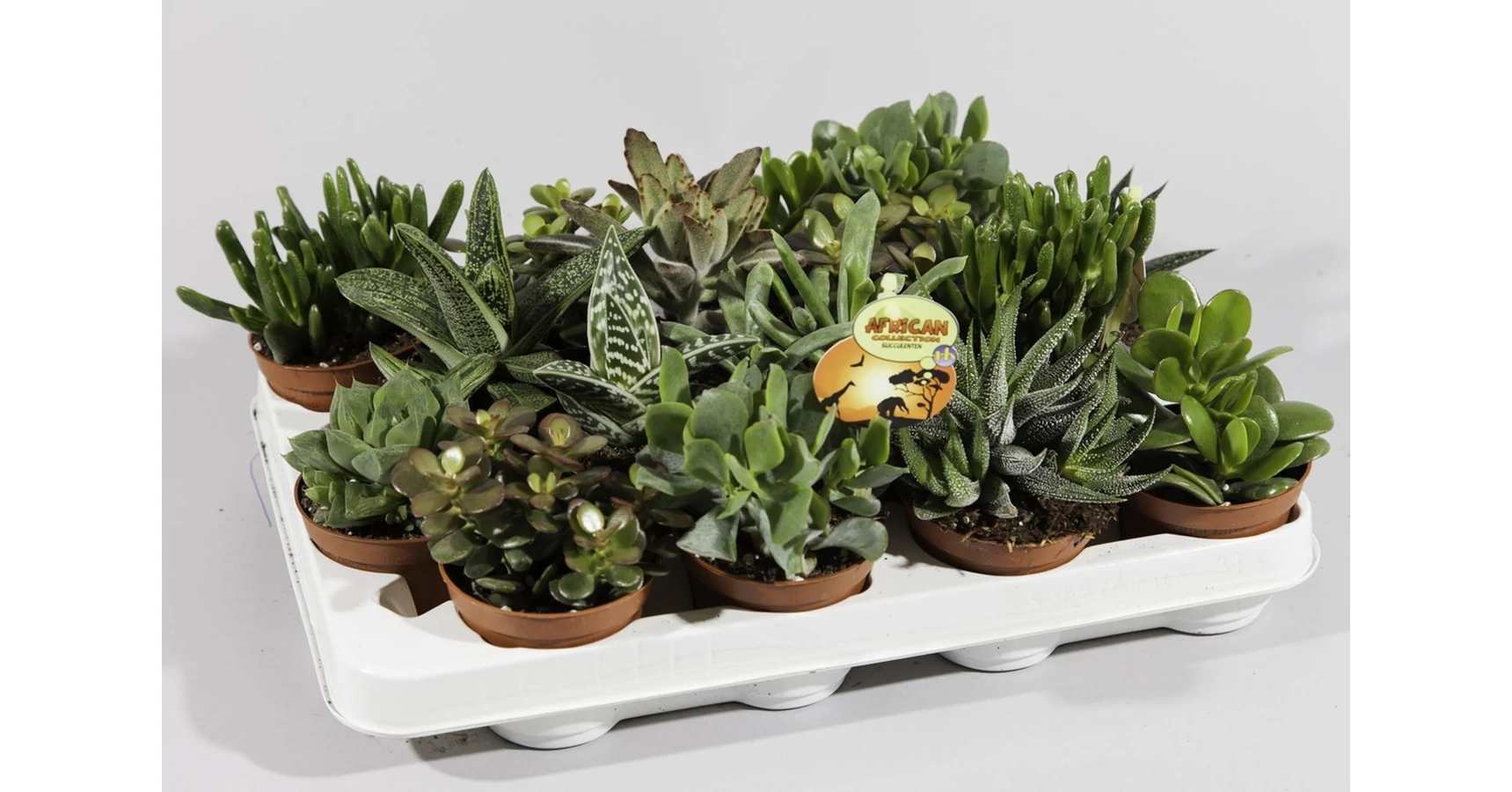 Crassula Succulenten - Pozsga – angerkerteszet.hu