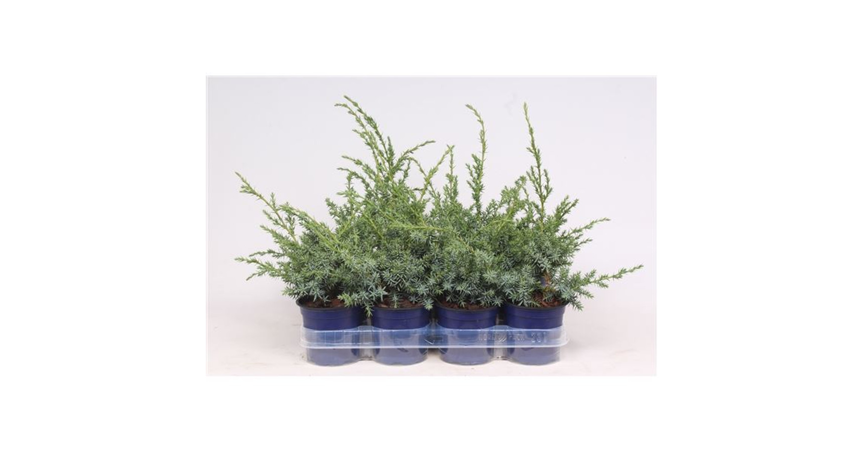 Juniperus chinensis 'Blue Alps' - Kék kínai Boróka – angerkerteszet.hu