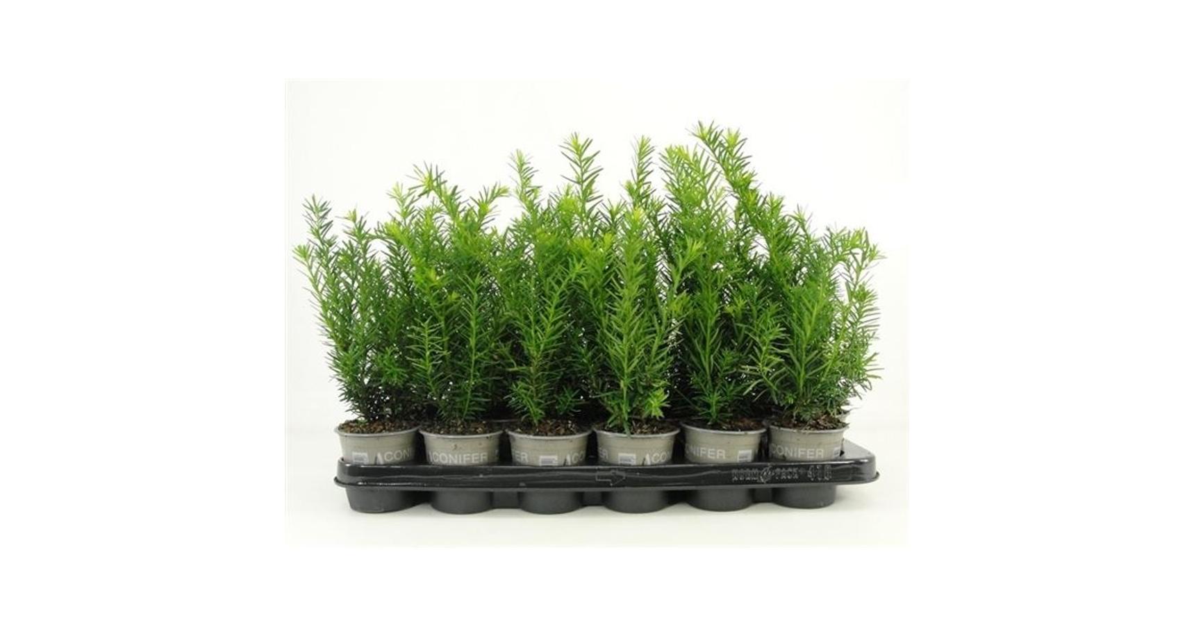 Taxus media 'Densiformis' - Tiszafa - Anger Kertészet