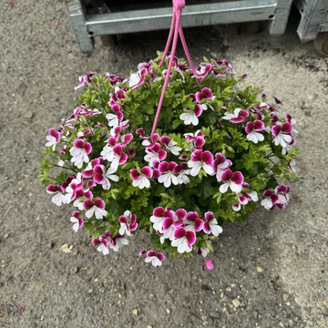 Kerted és otthonod növényei egy helyen! – angerkerteszet.hu