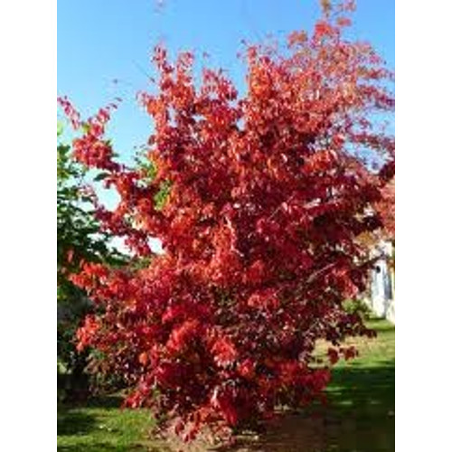 Díszfák, díszcserjék - Anger Kertészet