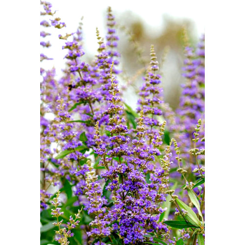 Termékek - Anger Kertészet