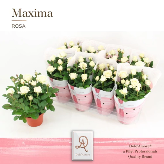 Maxima Rosa 'Infinity White' - Rózsa – angerkerteszet.hu