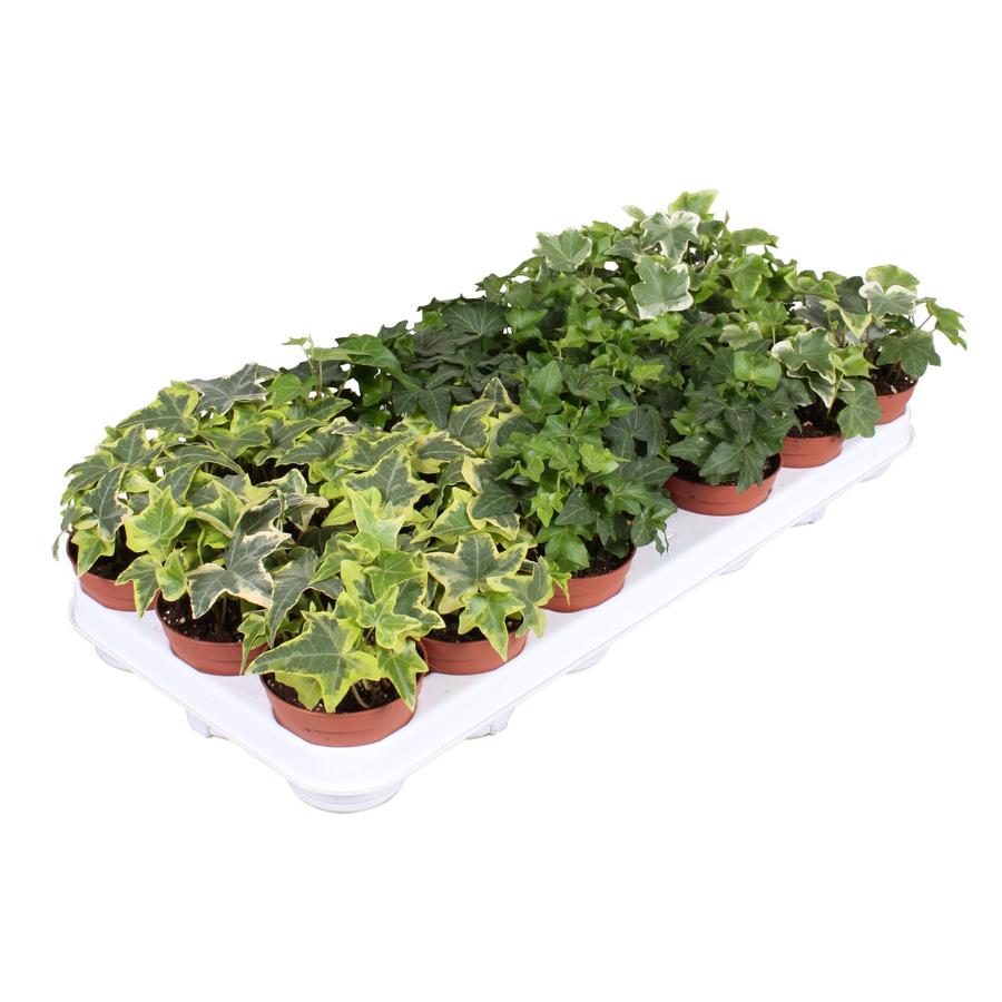 Hedera Mix - Borostyán – angerkerteszet.hu